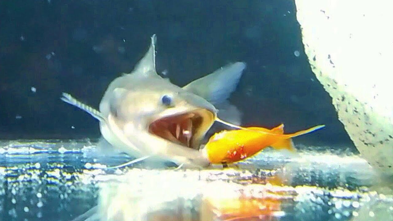 Can a goldfish survive the ogre blob catfish?