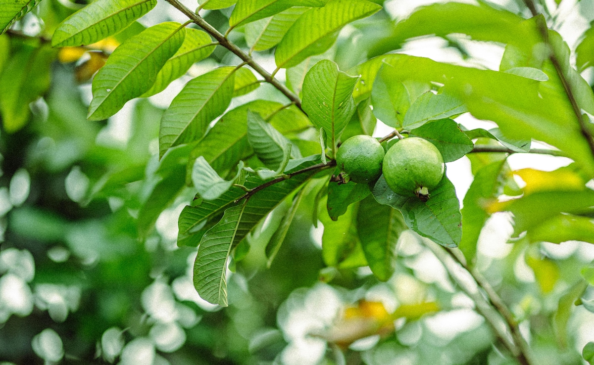 Guava Leaves For Diabetes Management: Here's How These Leaves Can Help ...