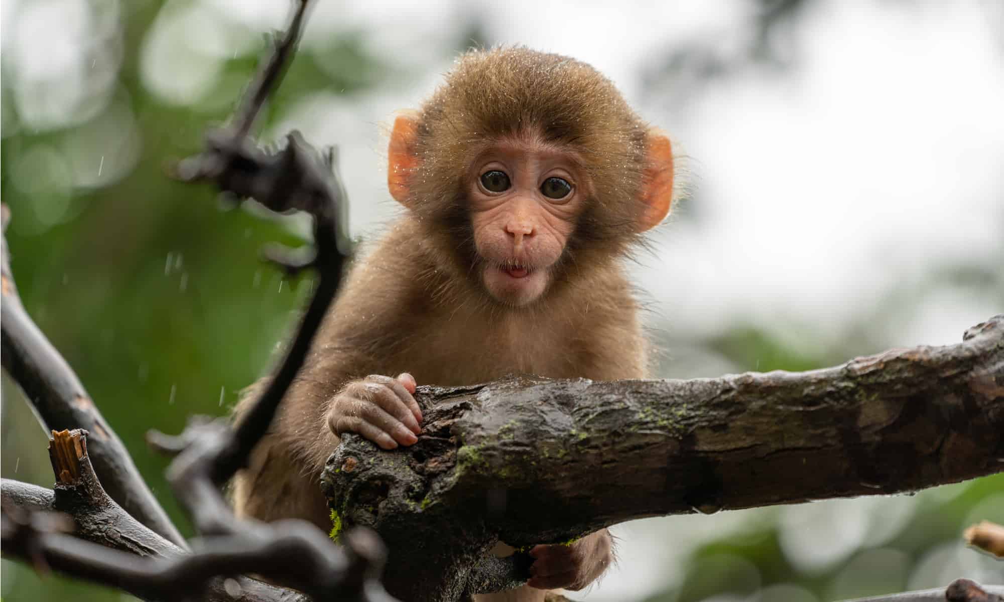 14 of the Smallest Species of Various Animals