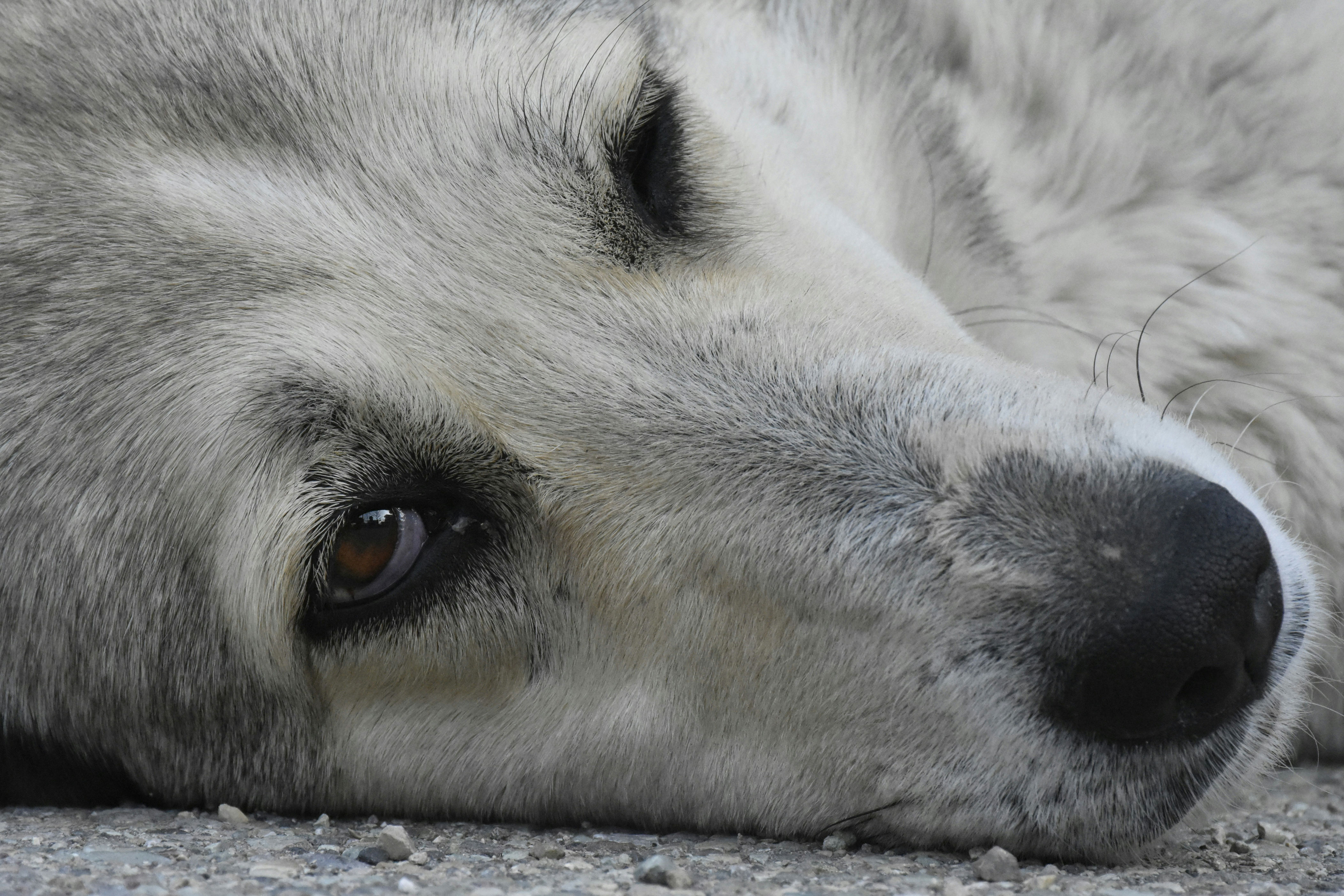 Luto canino: como os cães reagem à perda e o que fazer para ajudar