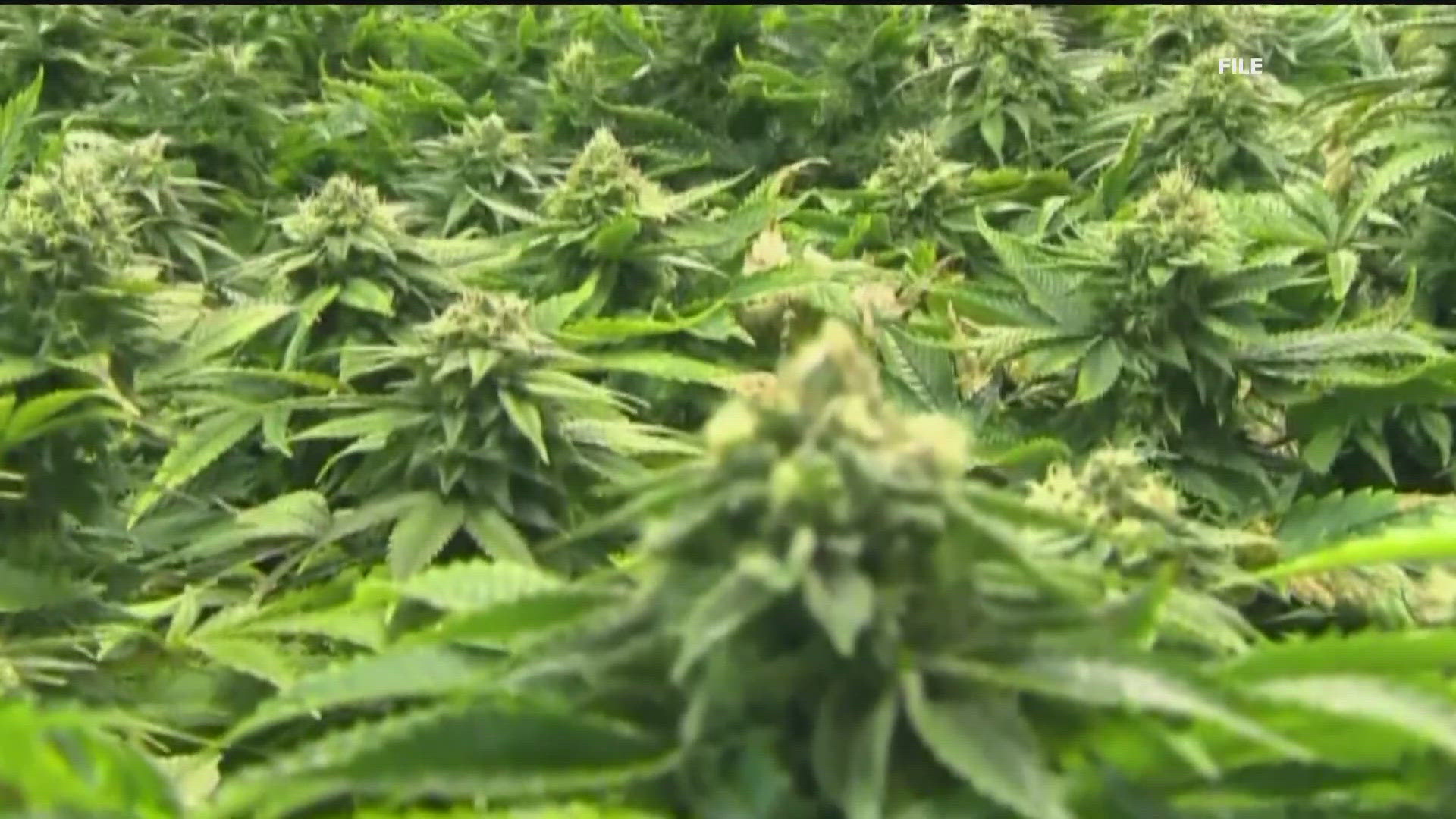 11Alive News: The Take | Georgia hemp businesses fight restrictive law ...