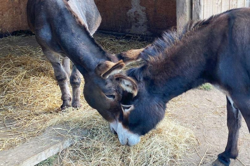 Pregnant donkey abandoned by owner gives birth to baby foal at rescue ...