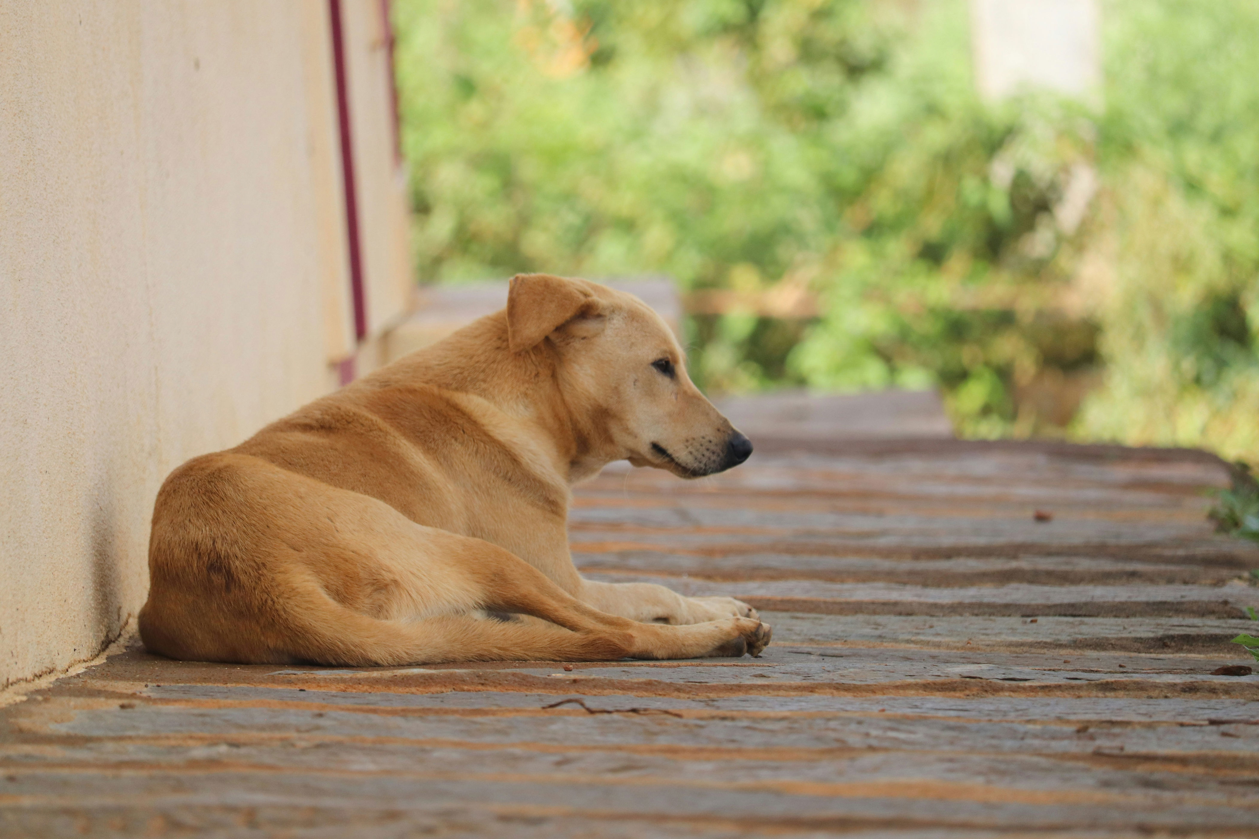 Luto canino: como os cães reagem à perda e o que fazer para ajudar