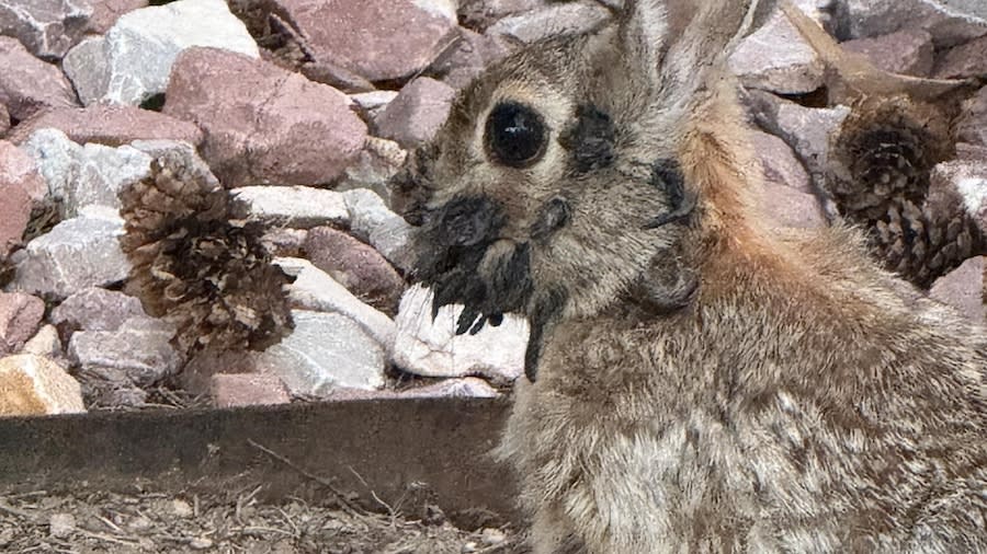 Rabbits with ‘tentacles’ or ‘horns’ growing from their heads spotted in ...