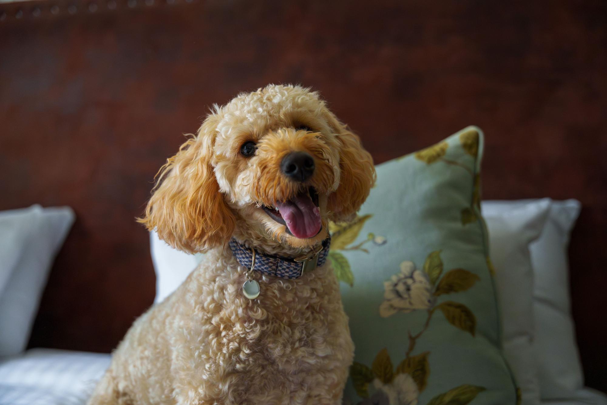Hotel team prove anything is paw-sible by learning dog First Aid