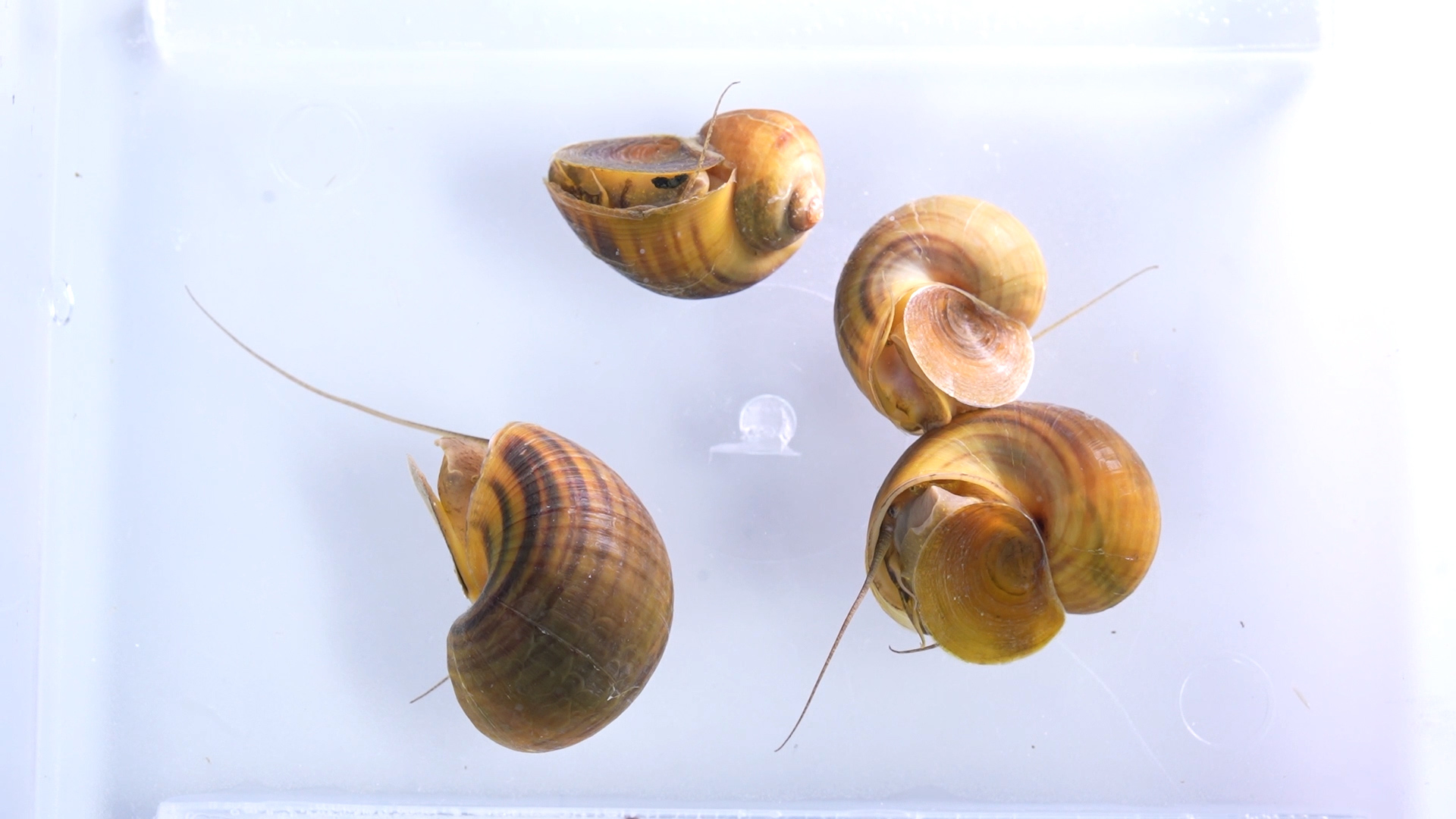 RAW VIDEO: Snail's Regenerating Eye Could Hold The Key To Curing ...