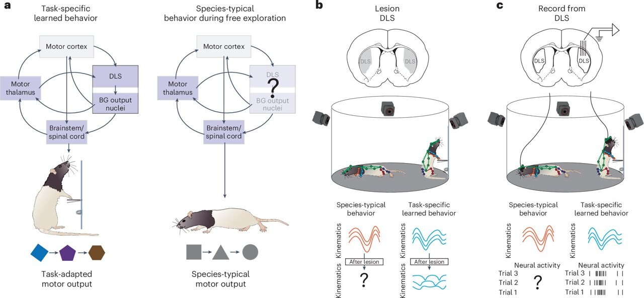 Rodent study reveals different signaling codes for learned skills and ...
