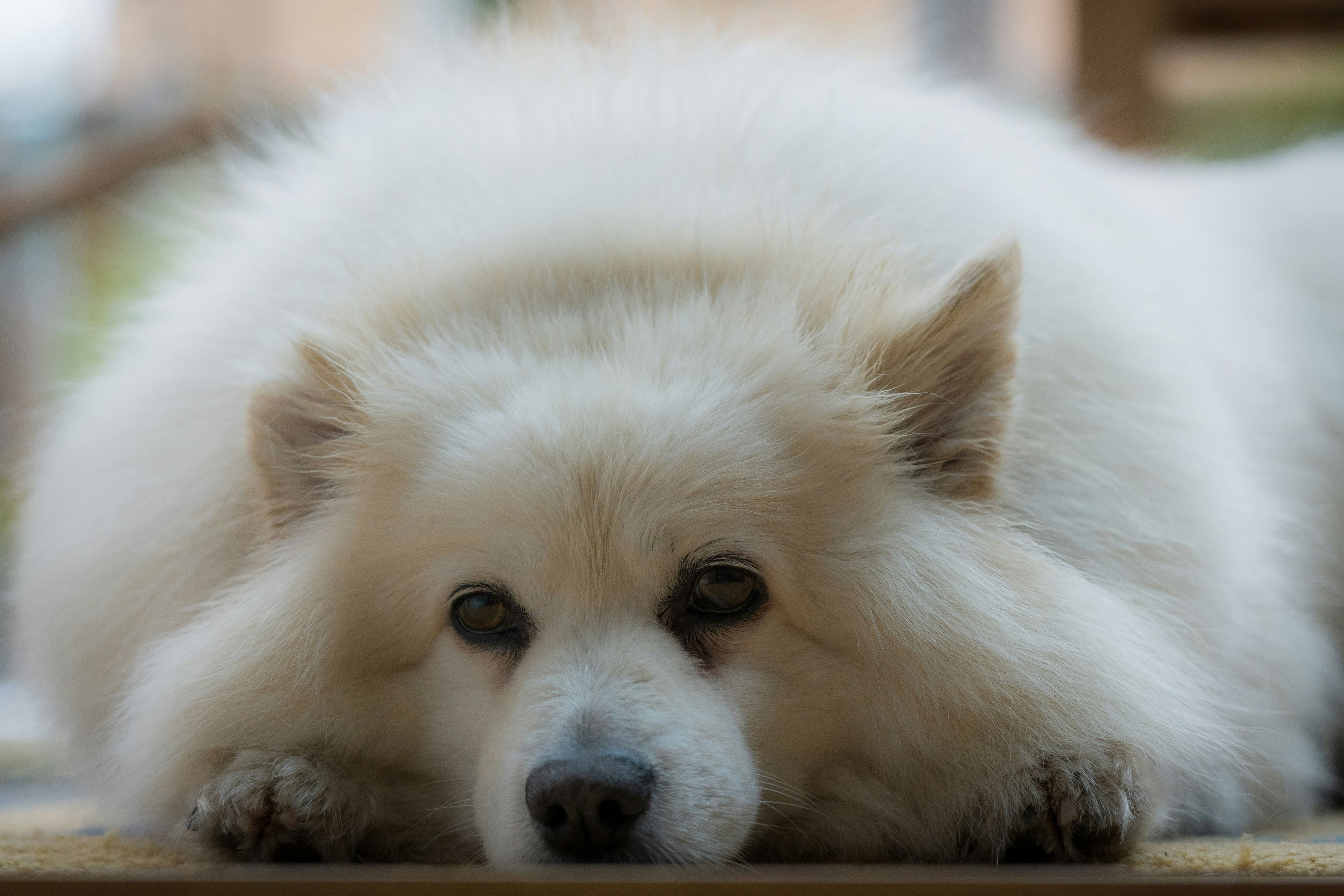 Luto canino: como os cães reagem à perda e o que fazer para ajudar