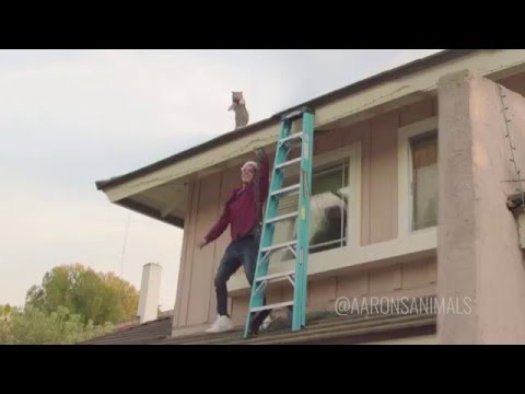 Mischievous cat plots chaos while owner hangs Christmas lights