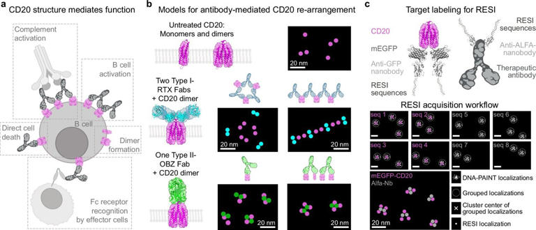 Super-resolution microscopy reveals nanoscale architecture of antibody ...