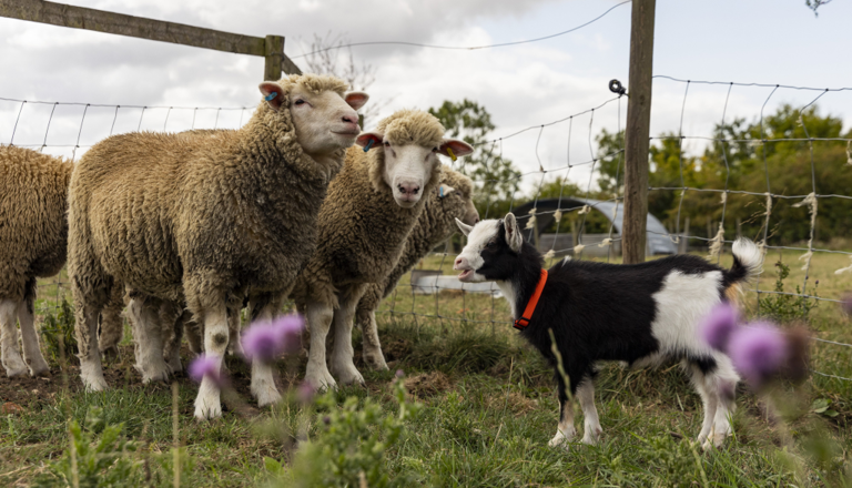 Baby goat abandoned at birth now being raised by sheepdogs
