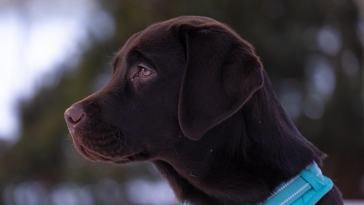 How long is it safe to leave your dog alone? Things that can happen if ...