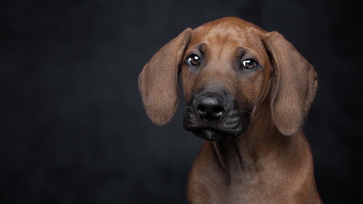 How long is it safe to leave your dog alone? Things that can happen if ...