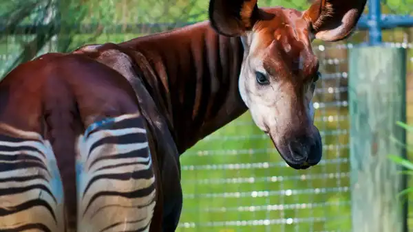 Okapi: The Half-Zebra, Half-Giraffe Mystery of the African Rainforest