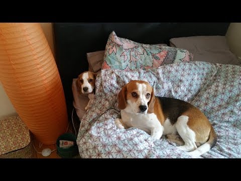 Puppy tries bed for the first time with funny results