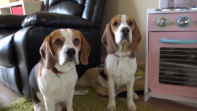 Funny dog snitches on guilty puppy after mess at home