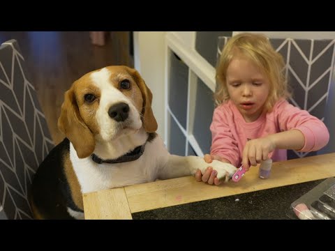 Beagle patiently waits while little girl decorates nails
