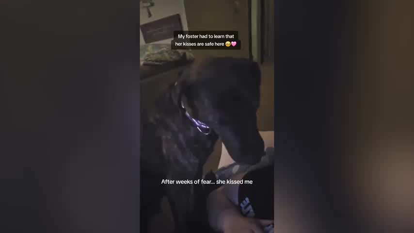 Foster Dog Gives Kiss