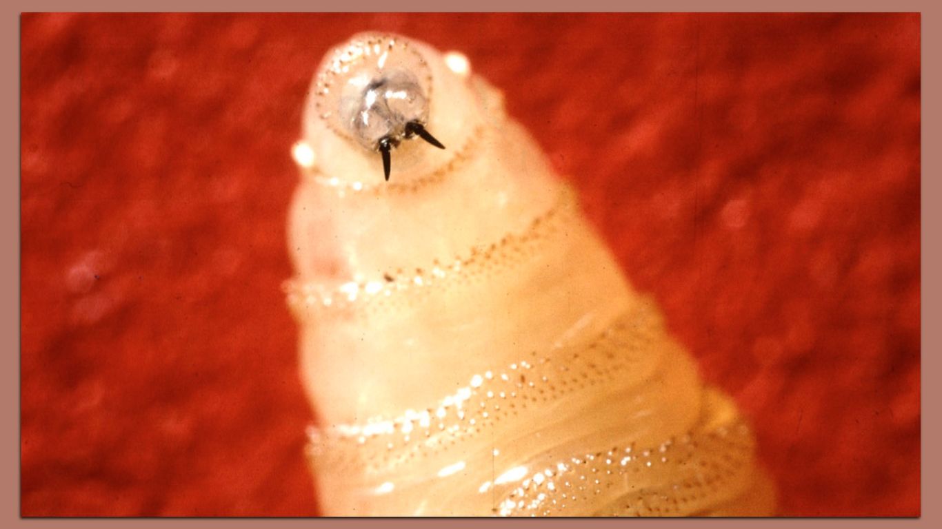 Scientists scramble to stop savage, flesh-eating flies from invading U.S.
