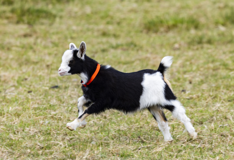 Baby goat abandoned at birth now being raised by sheepdogs