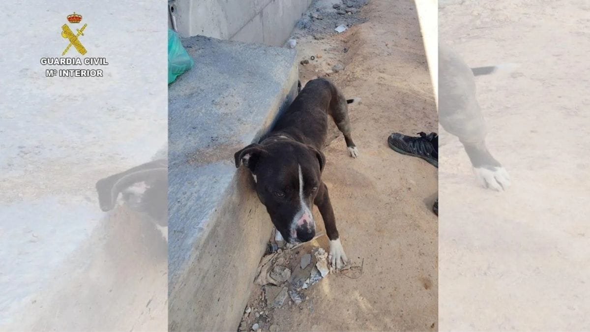 Dog tied to beam in blazing sun was dying in 30-degree heat when worker ...