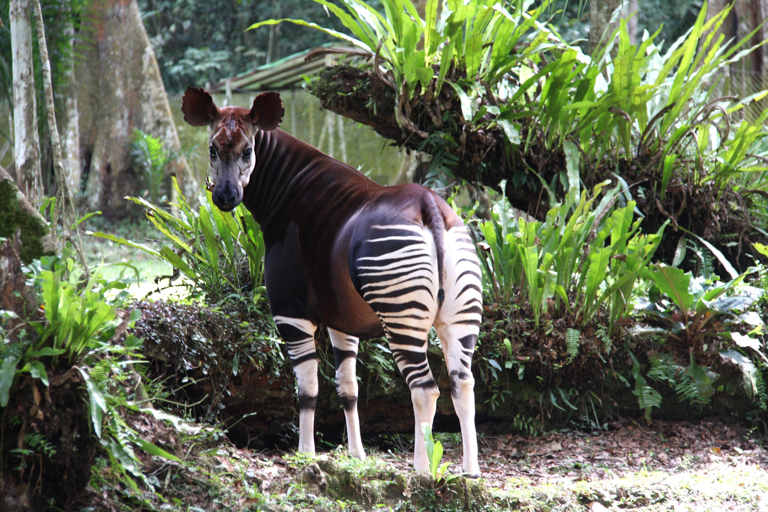 Okapi: The Half-Zebra, Half-Giraffe Mystery of the African Rainforest