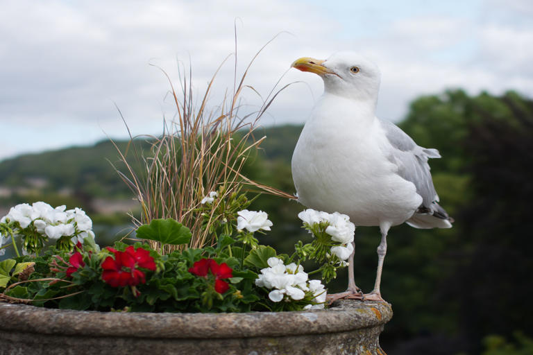 Sony RX1R III sample photo gallery: Check out these real-life shots ...