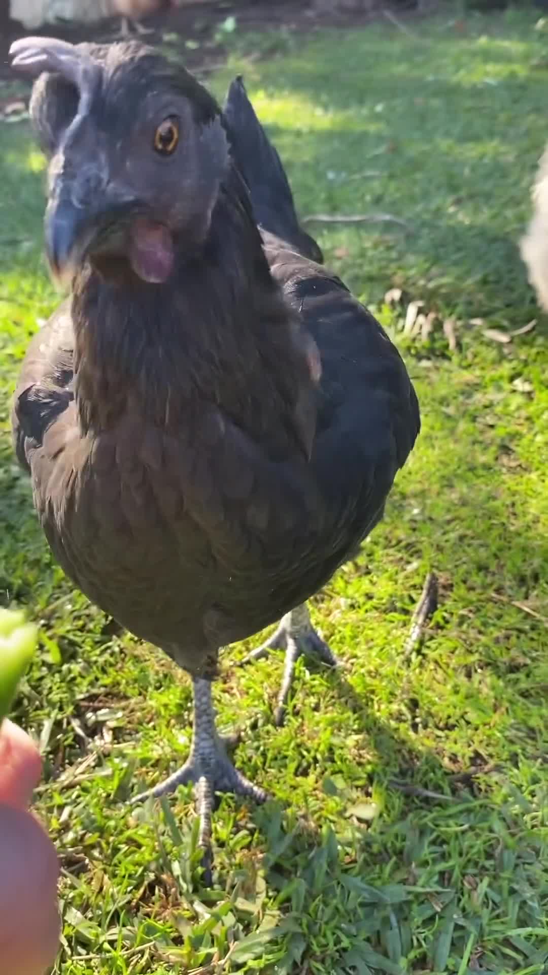 Chicken eating a cucumber!