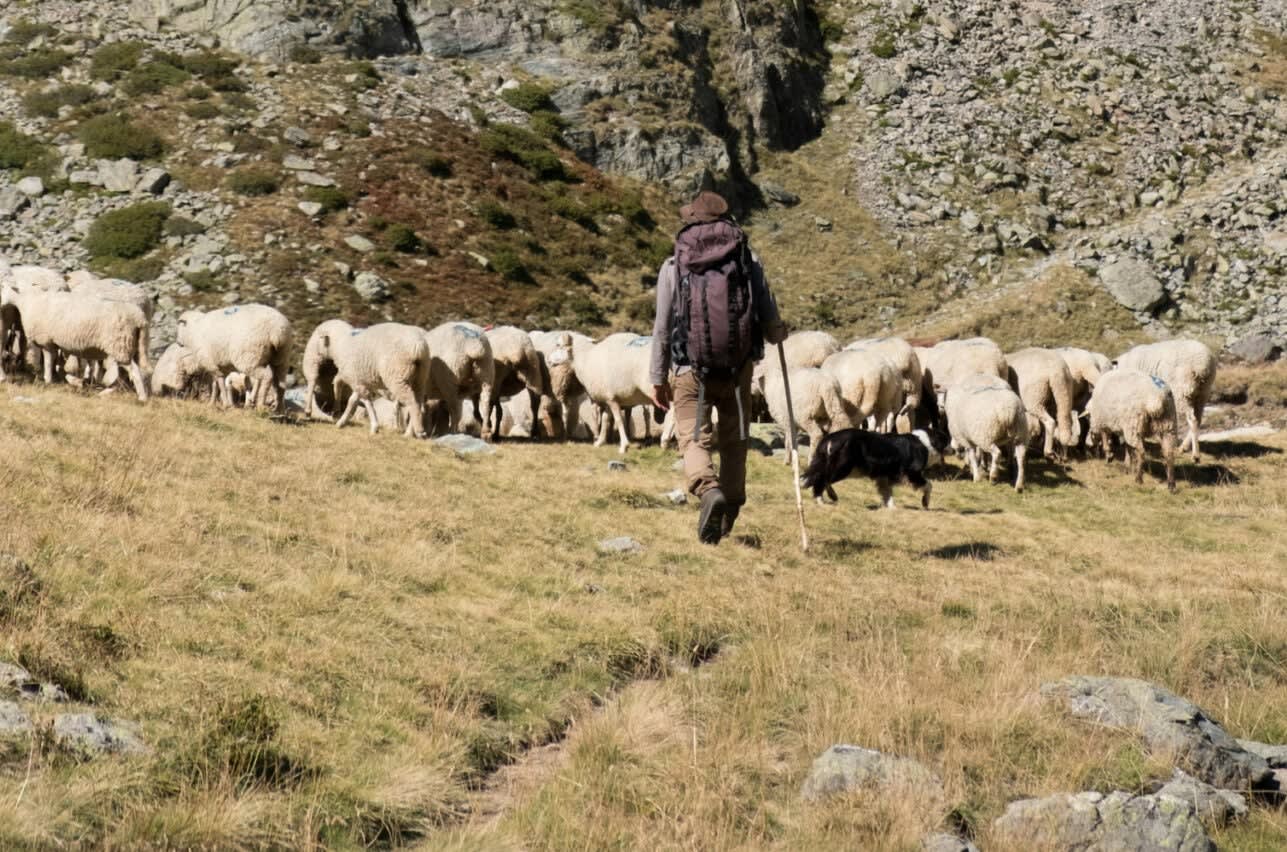 4 thousand-year-old sheep DNA reveals livestock’s role in spreading ...