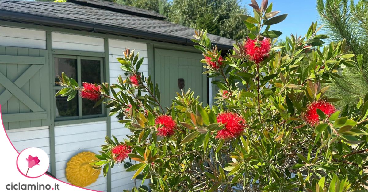 5 motivi per cui il tuo giardino non può fare a meno della pianta Scovolino