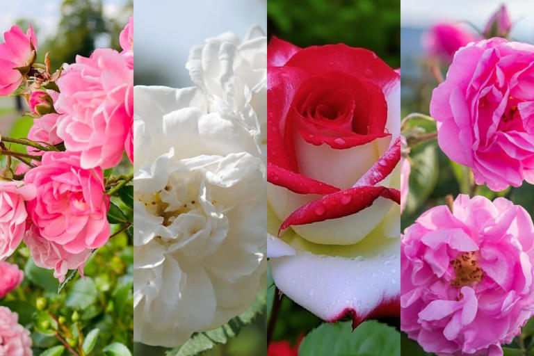 Rosales de colores que no existen: mitos, alternativas y guías prácticas