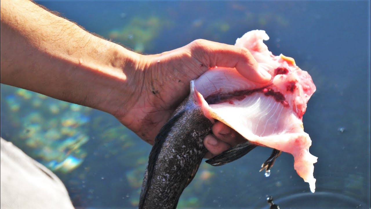 Rockfish Catch and Cook (No Talking)