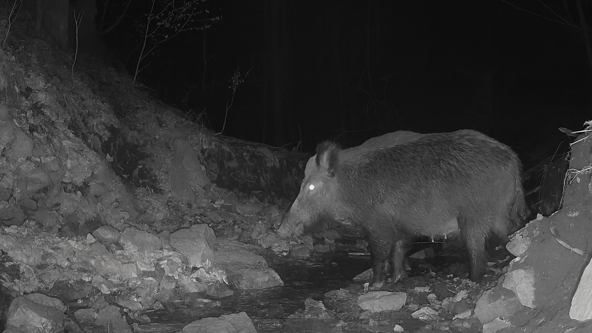 Wildcamera in de problemen – Verdorie, wilde zwijnen!