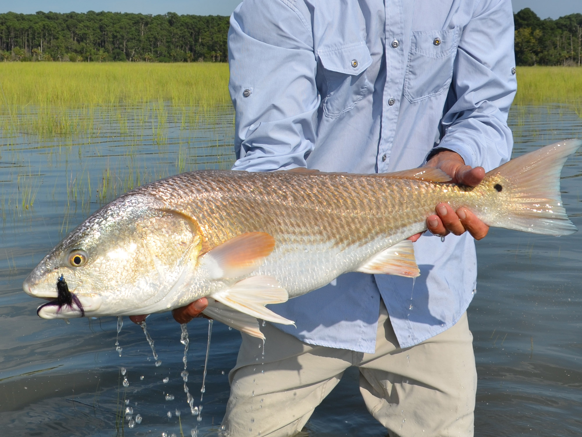 22,000 Redfish Killed by Menhaden Industry