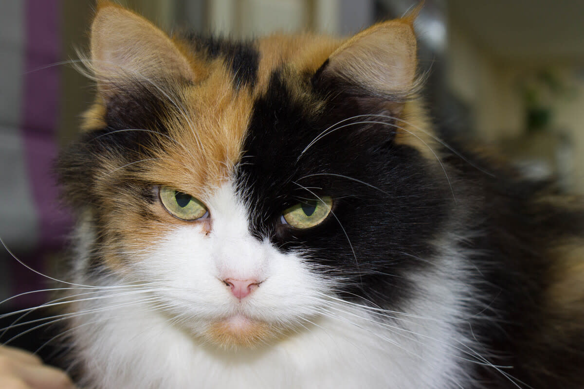Fluffy Cat Hears Mom Coughing and Instantly Can't Believe the Audacity