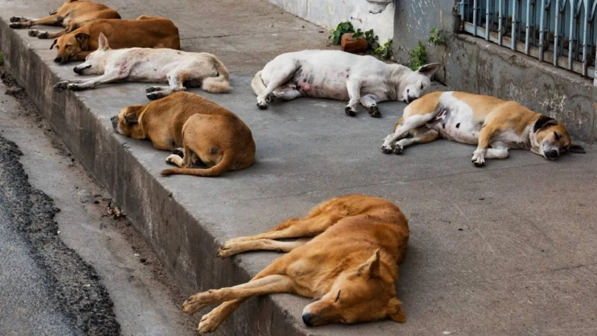 Supreme Court order on Delhi-NCR stray dogs removal tomorrow