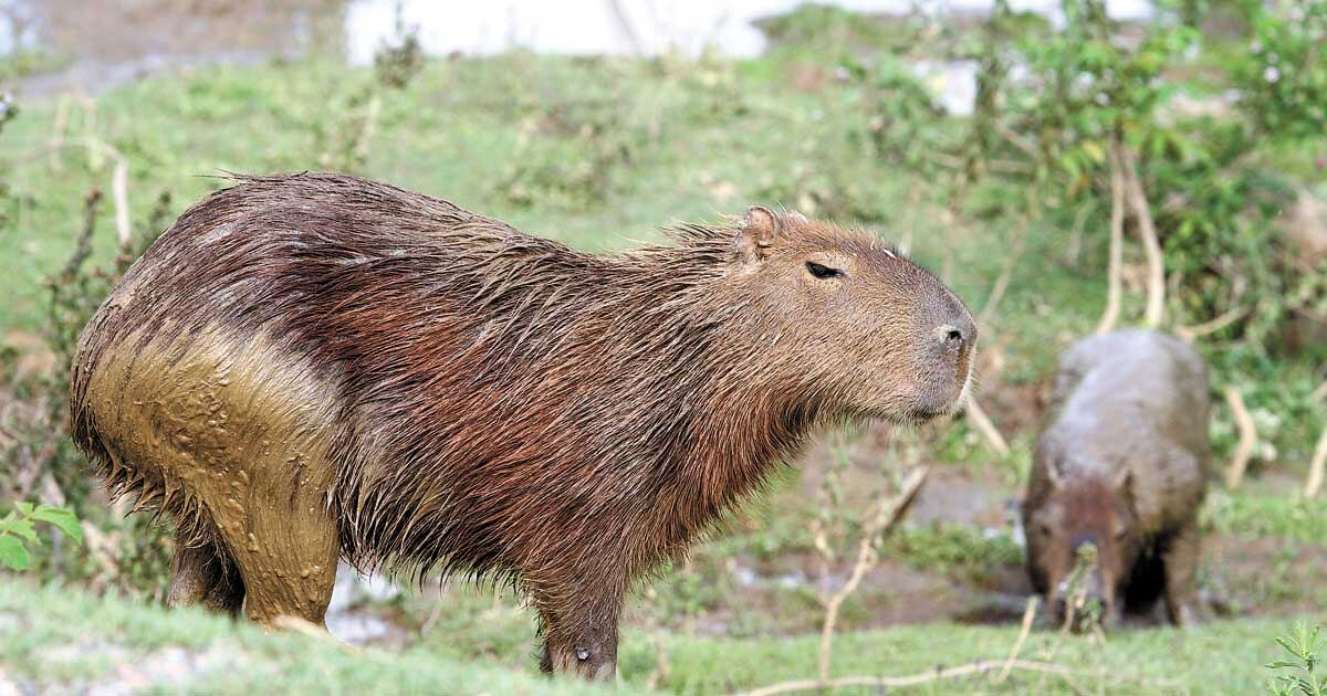 Modo Capivara! Descubra como ativar a função viral do WhatsApp que está ...