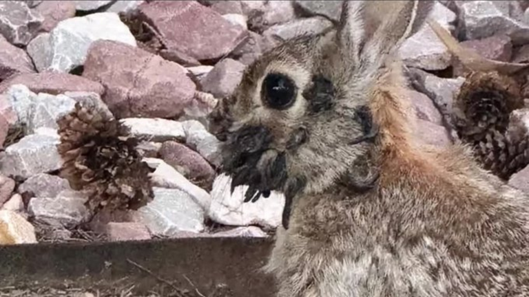 Rabbit With Tentacles Explained: What’s Really Behind The Bizarre ...