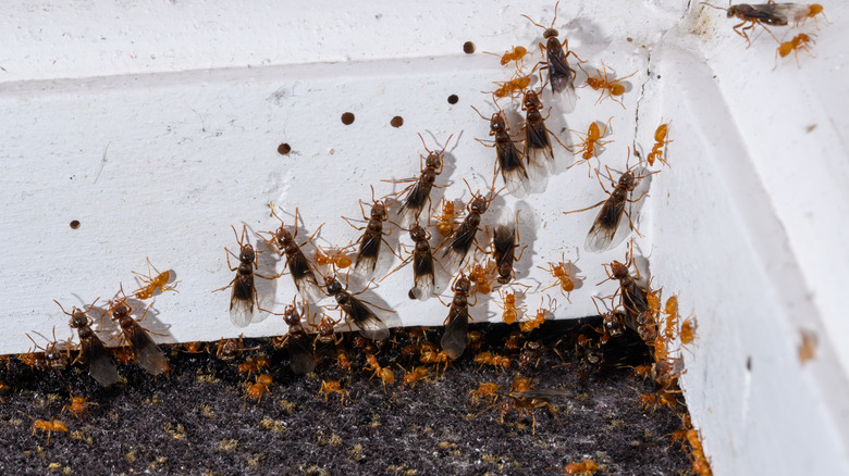 Why Flying Ants Are Suddenly Invading Your Home And How To Get Rid Of Them