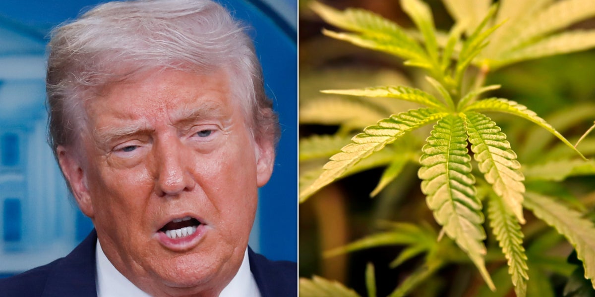 Marijuana Insiders Hope Trump Isn't Blowing Smoke About Reclassifying Weed
