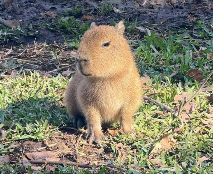 ¡Modo Capibara! Descubre cómo activar la función viral de WhatsApp que ...