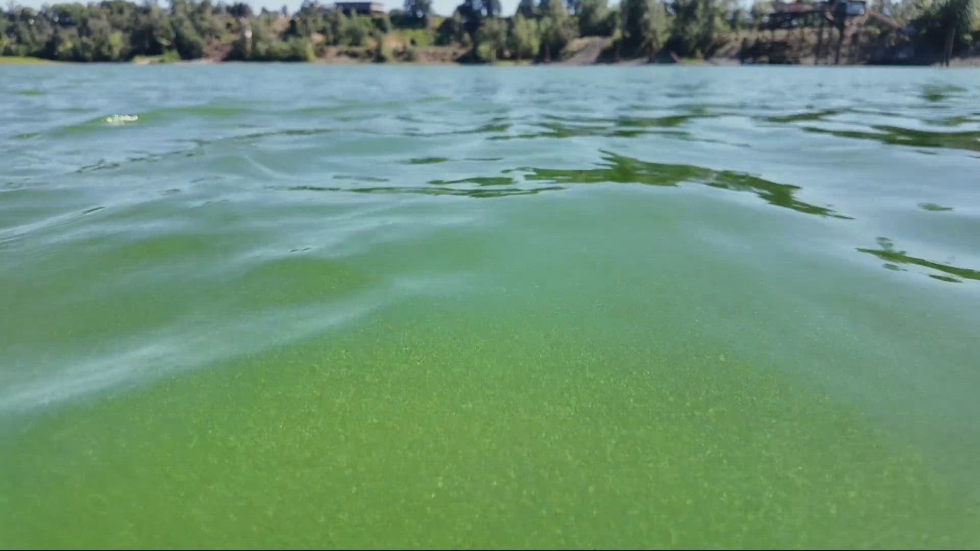 Algae bloom at full strength in Ross Island Lagoon, raising health ...