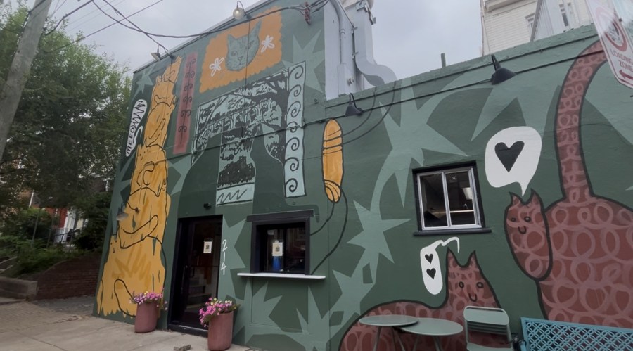 The Purrfect Bean raises over $2,000 at pop-up community fundraiser for ...