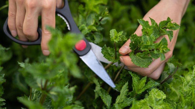 Why You Should Think Twice Before Planting Mint In The Ground