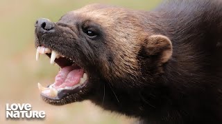 Wolverines Fight to Defend Their Turf | Battle of the Alphas