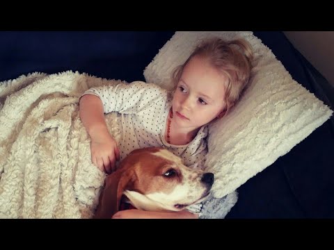 Beagle devours treats and cuddles girl fiercely