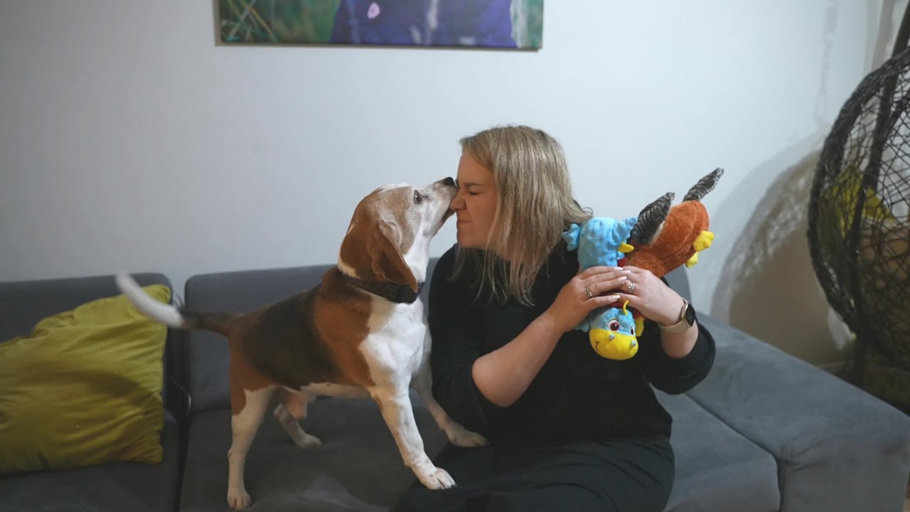 Witness ecstatic beagles reunite with owners and unbox toys