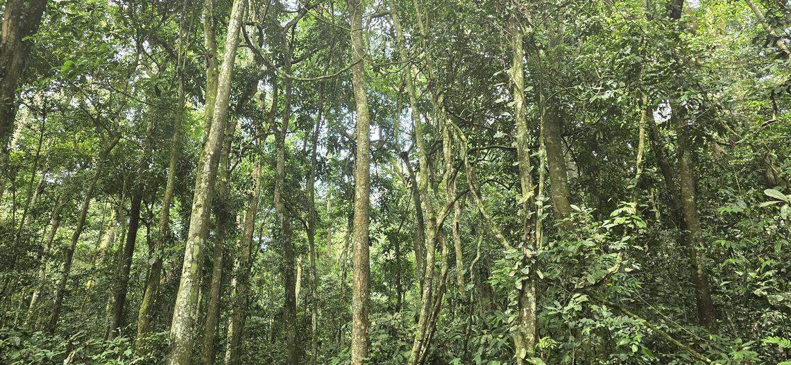 Noisy group of ‘very rare' monkeys seen at reserve in first-of-its-kind ...