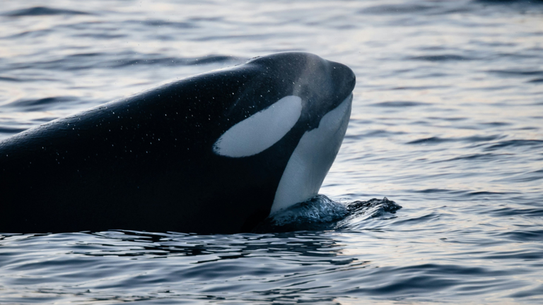 Did An Orca Really Kill Trainer Jessica Radcliffe? Truth Behind The ...