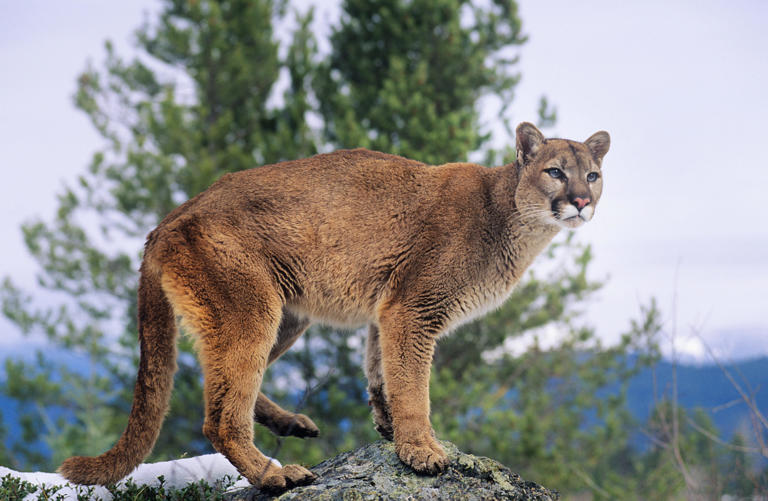 Mountain lion suspected of biting girl in Malibu is killed